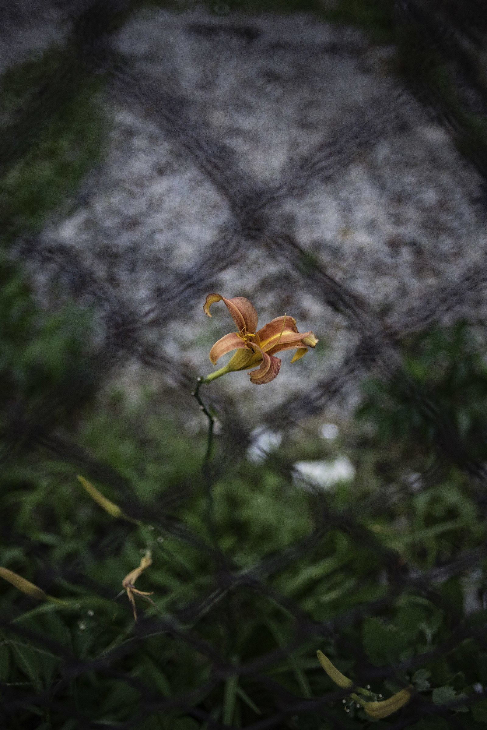 Frank Multari - Urban Flora | The Independent Photographer