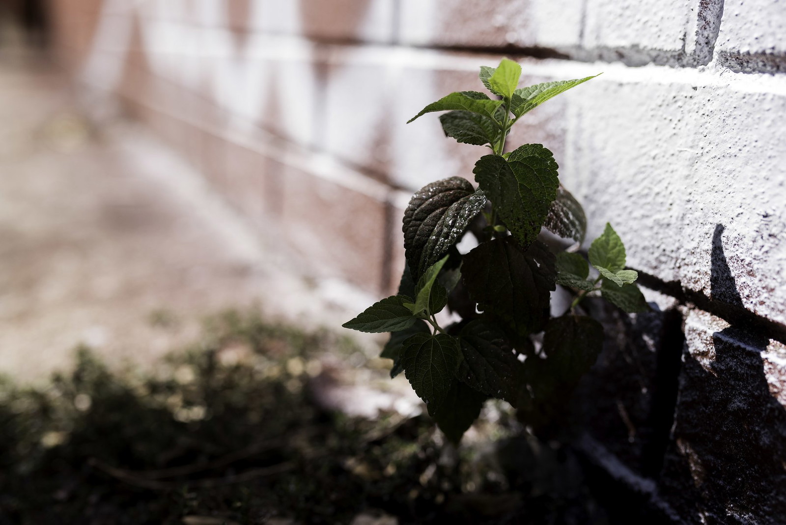 Frank Multari - Urban Flora | The Independent Photographer