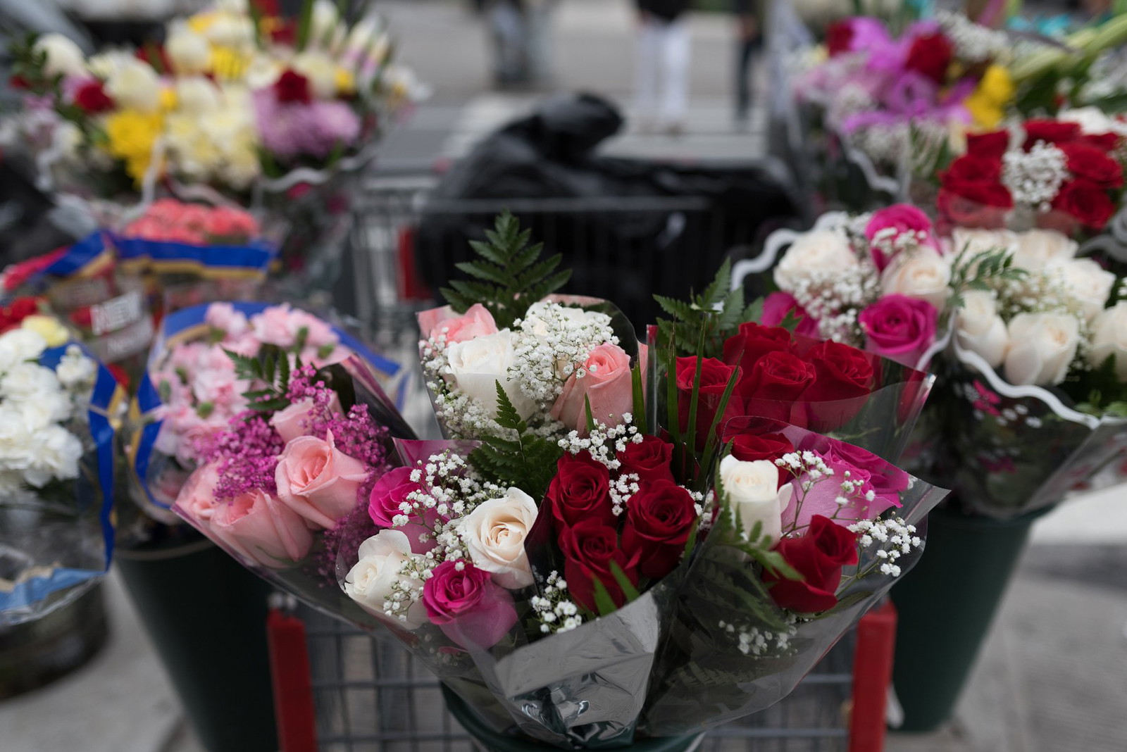 Frank Multari - Urban Flora | The Independent Photographer