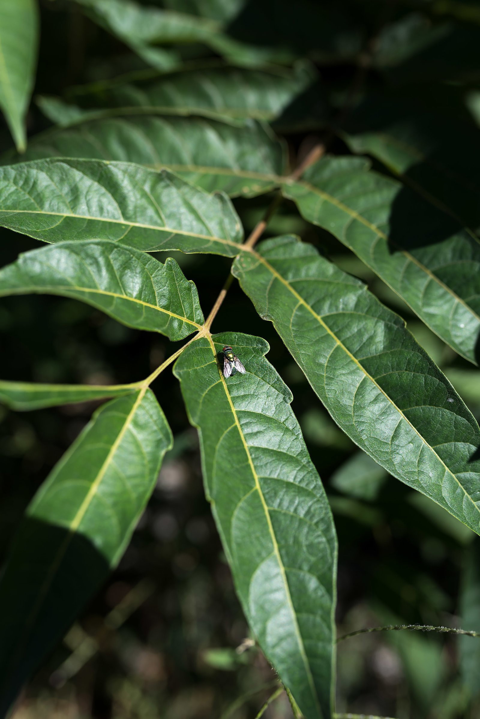 Frank Multari - Urban Flora | The Independent Photographer