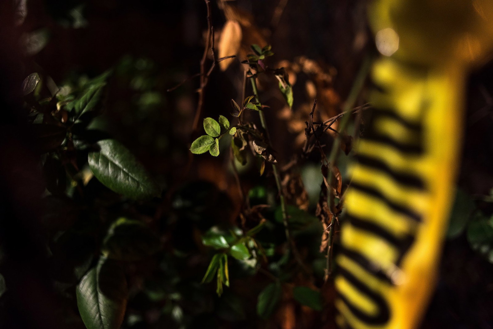 Frank Multari - Urban Flora | The Independent Photographer