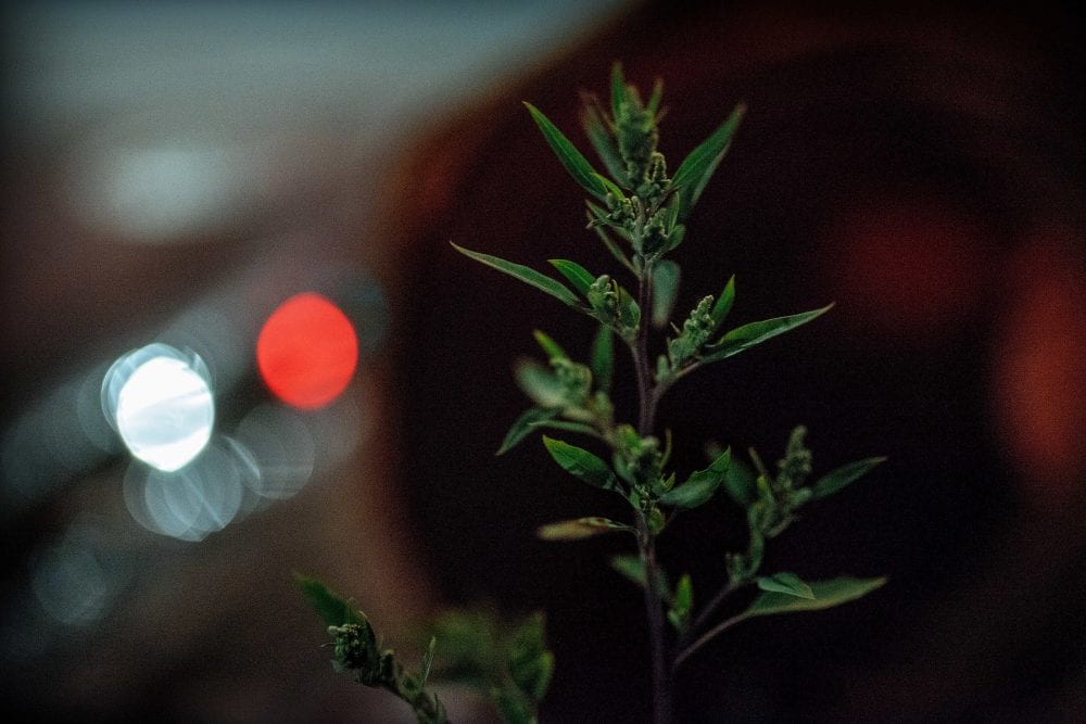 Frank Multari - Urban Flora | The Independent Photographer