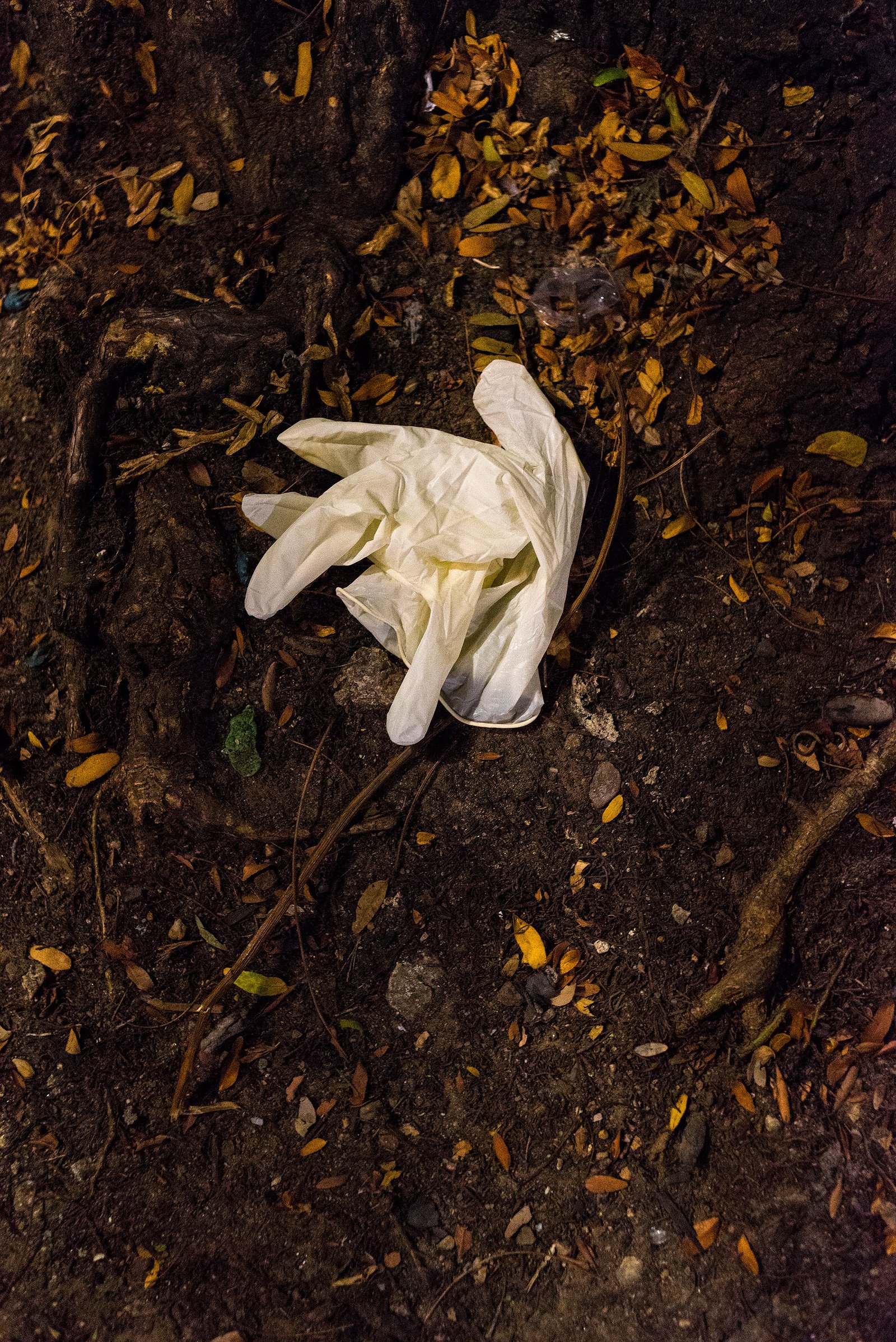 Frank Multari - Urban Flora | The Independent Photographer