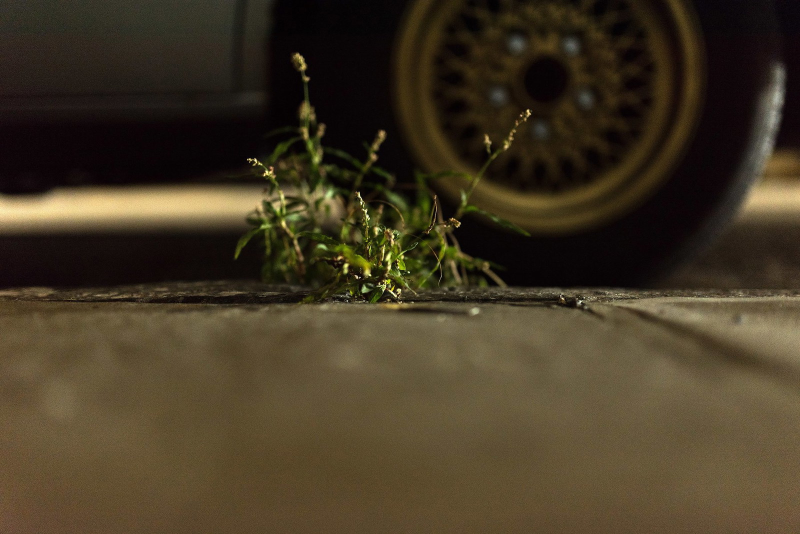 Frank Multari - Urban Flora | The Independent Photographer