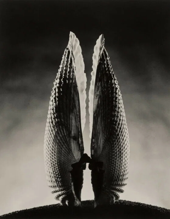Profile: Ruth Bernhard | The Independent Photographer