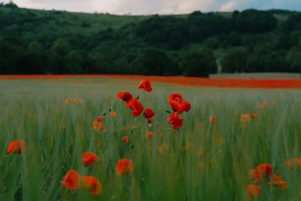 Daniel Casson's Vivid Landscapes | The Independent Photographer