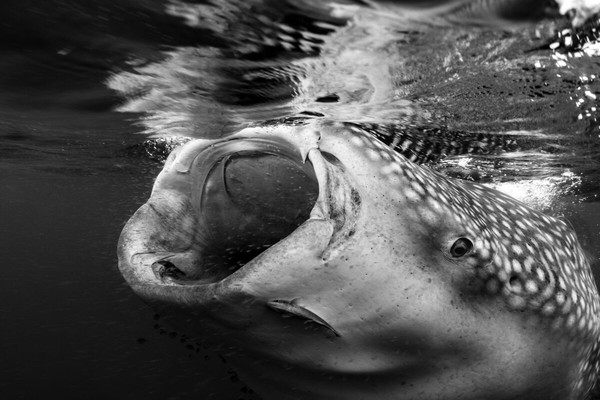 Violeta Brosig | The Independent Photographer