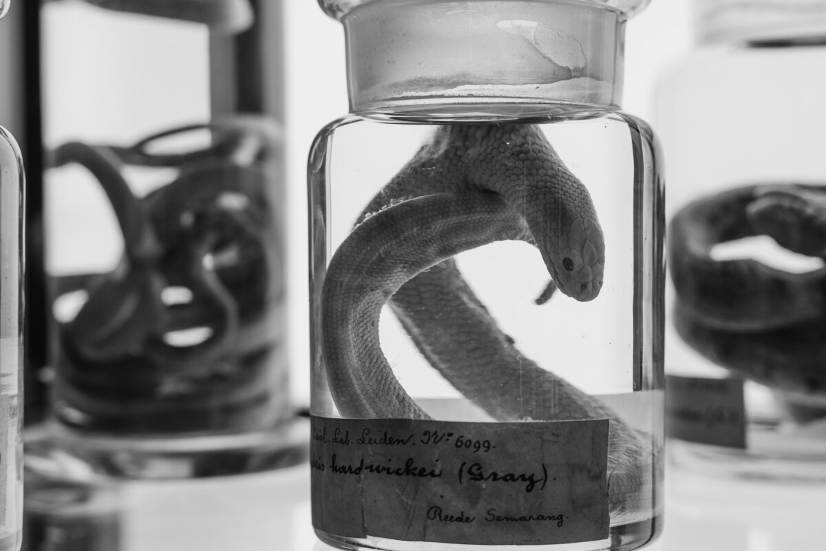 Adrian Alexander | The Independent Photographer